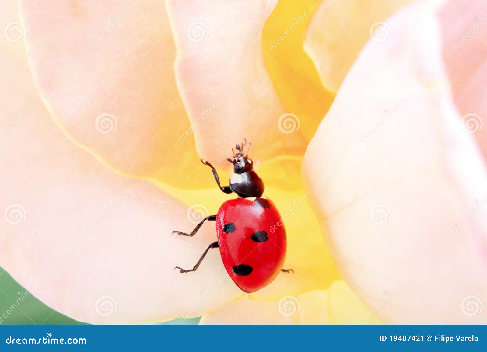 Alive Ladybug in Movement in a Rose Stock Image - Image of natural ...