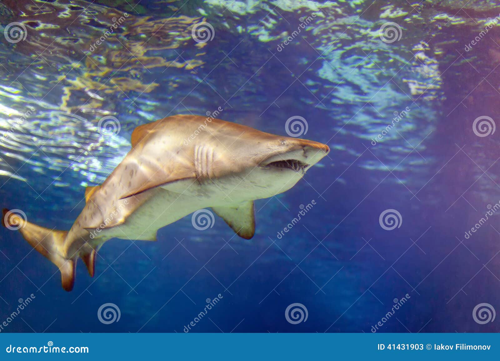 Alive Large Shark Swims in Water Stock Image - Image of marine, deep ...