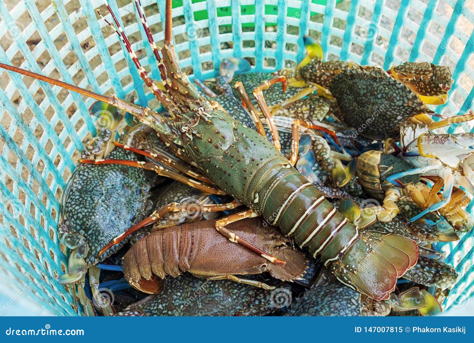 Alive Lobster with Crabs and Crayfish in the Basket, Fresh Seafood from ... Alive Lobster with Crabs and Crayfish in the Basket, Fresh Seafood from ...