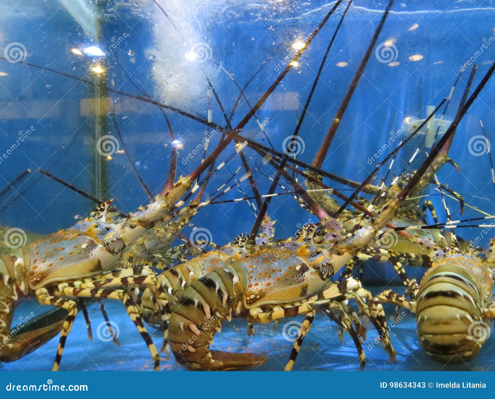 Alive Lobster at a Seafood Market. Stock Image - Image of nature ...