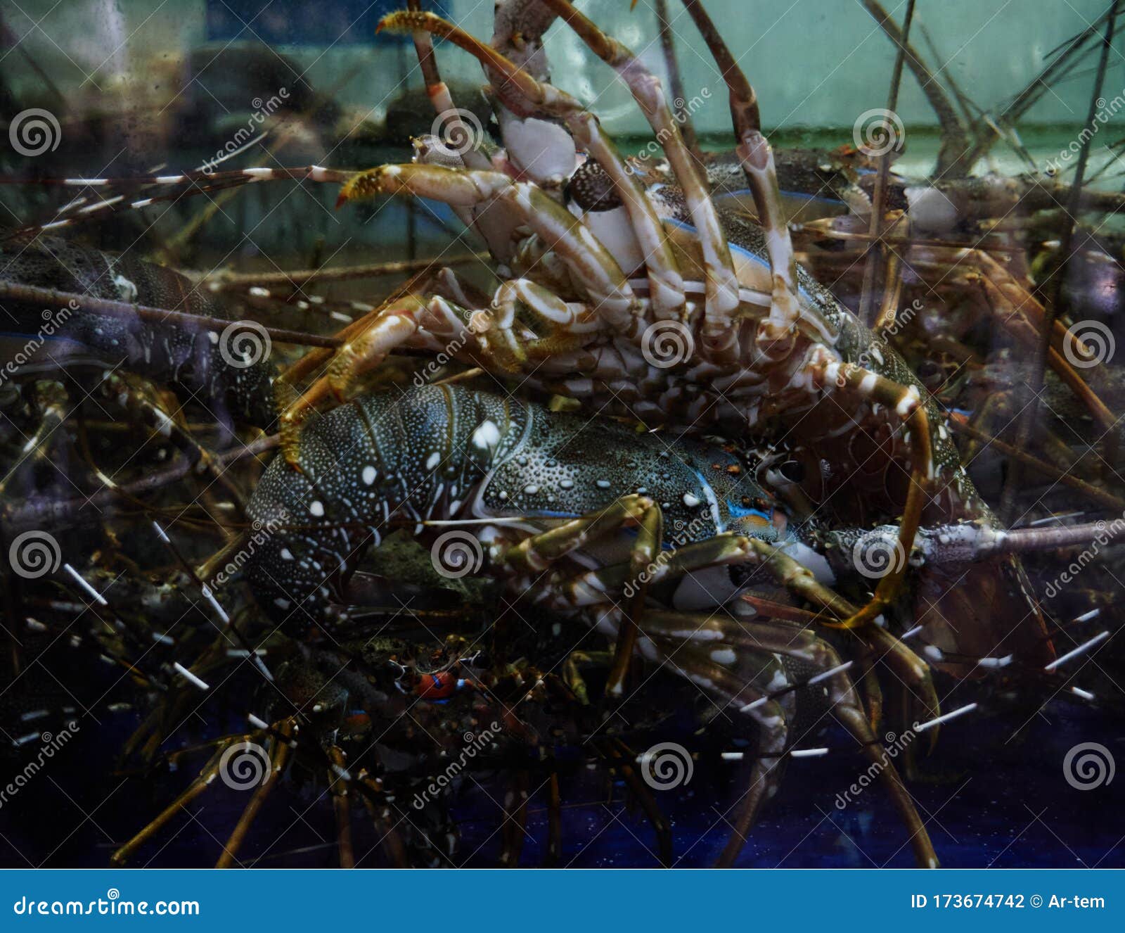 Alive Lobsters in Seafood Restaurant Stock Photo - Image of fresh ...