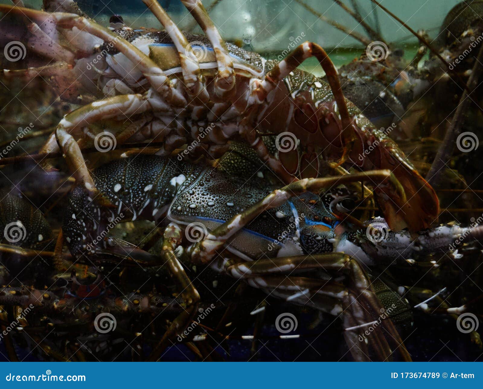 Alive Lobsters in Seafood Restaurant Stock Image - Image of tropical ...