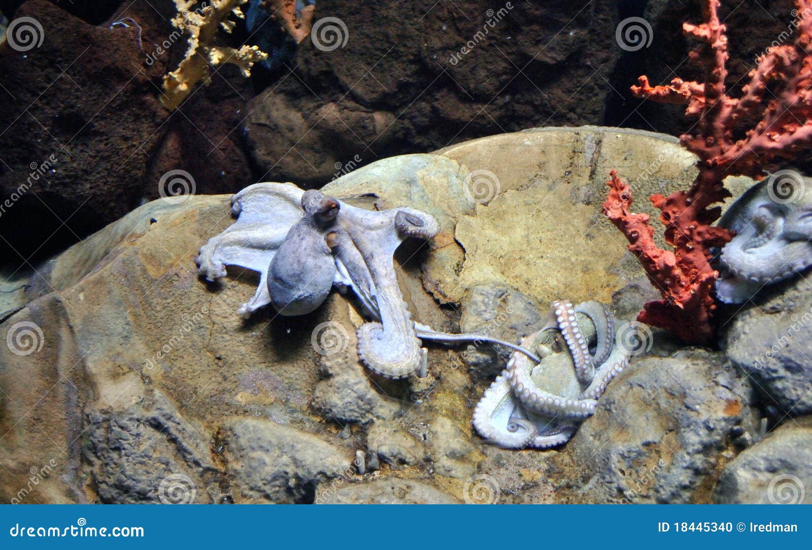 Alive octopus stock photo. Image of mollusk, exotic, octopus - 18445340