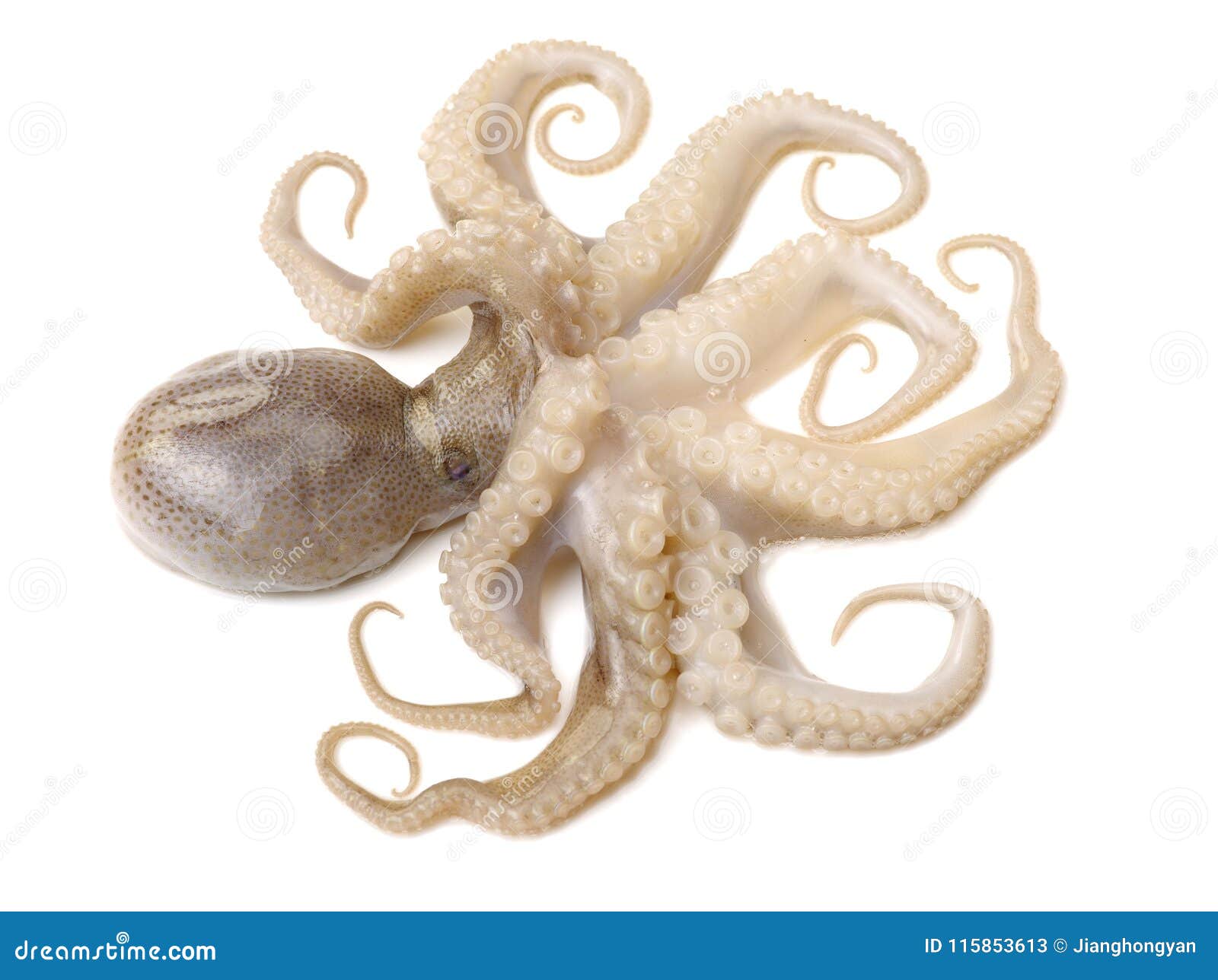 Alive Octopus Stock Photos - Download 126 Royalty Free Photos