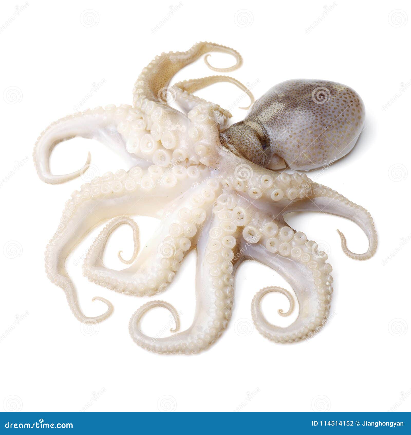 Alive octopus stock photo. Image of marine, animals - 114514152