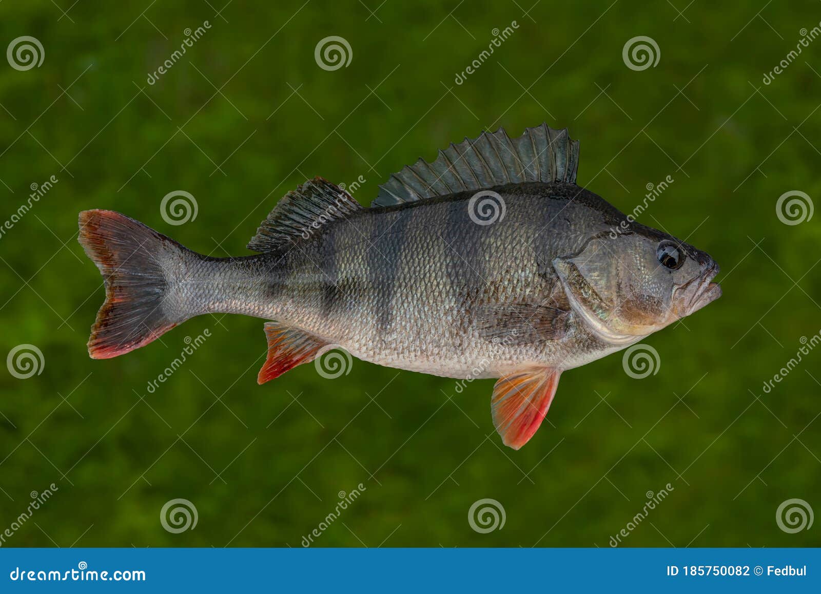 Alive Perch Fish Isolated on Underwater Green Background. Perca ...