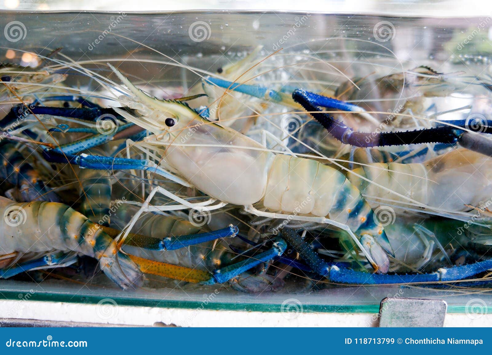 Alive Shrimp In Water