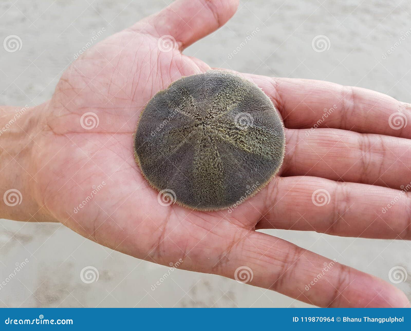 Sand dollar on hand stock photo. Image of caribbean - 119870964