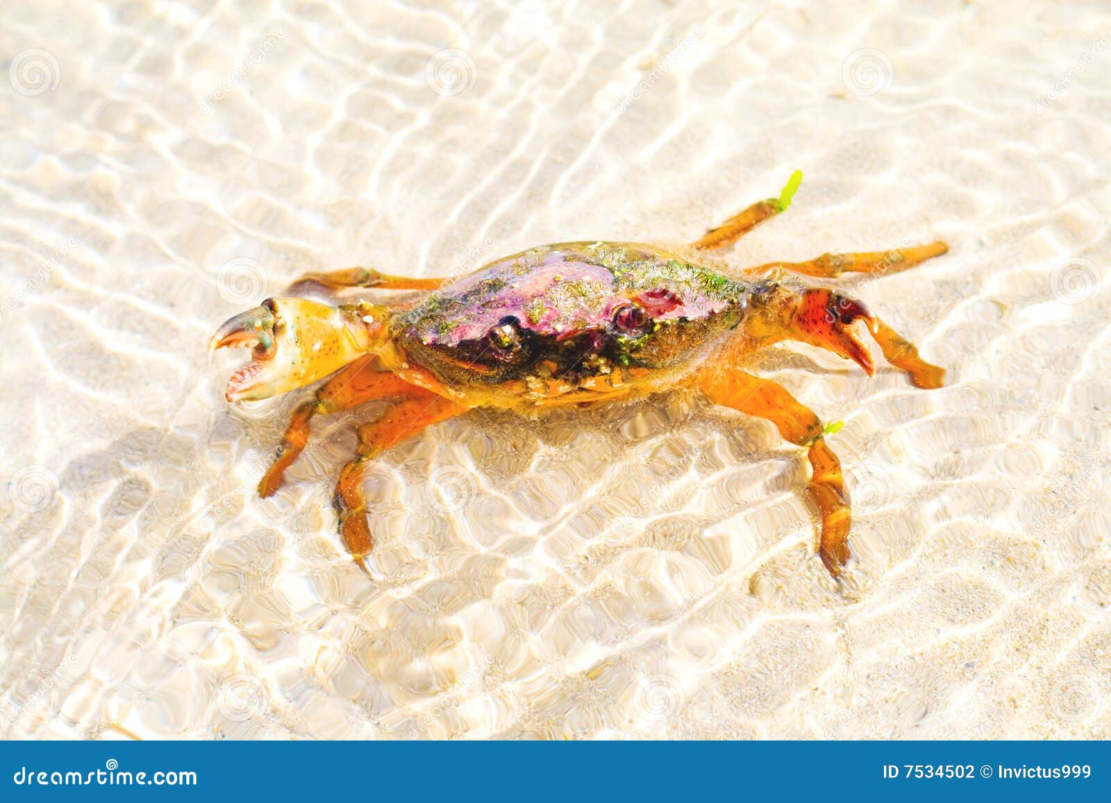 Alive Sea Food Looking at You! Stock Photo - Image of beauty, animal ...