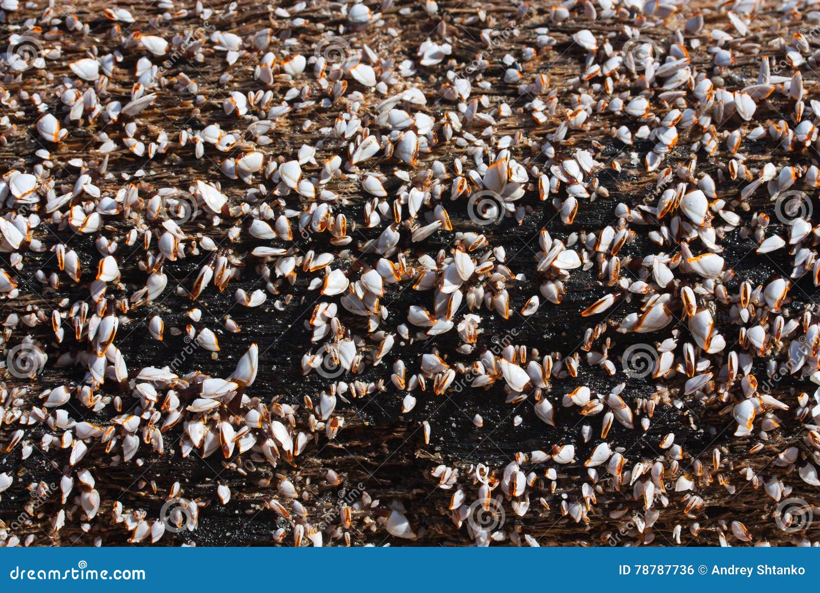 Alive Shellfish stock photo. Image of alive, mollusca - 78787736