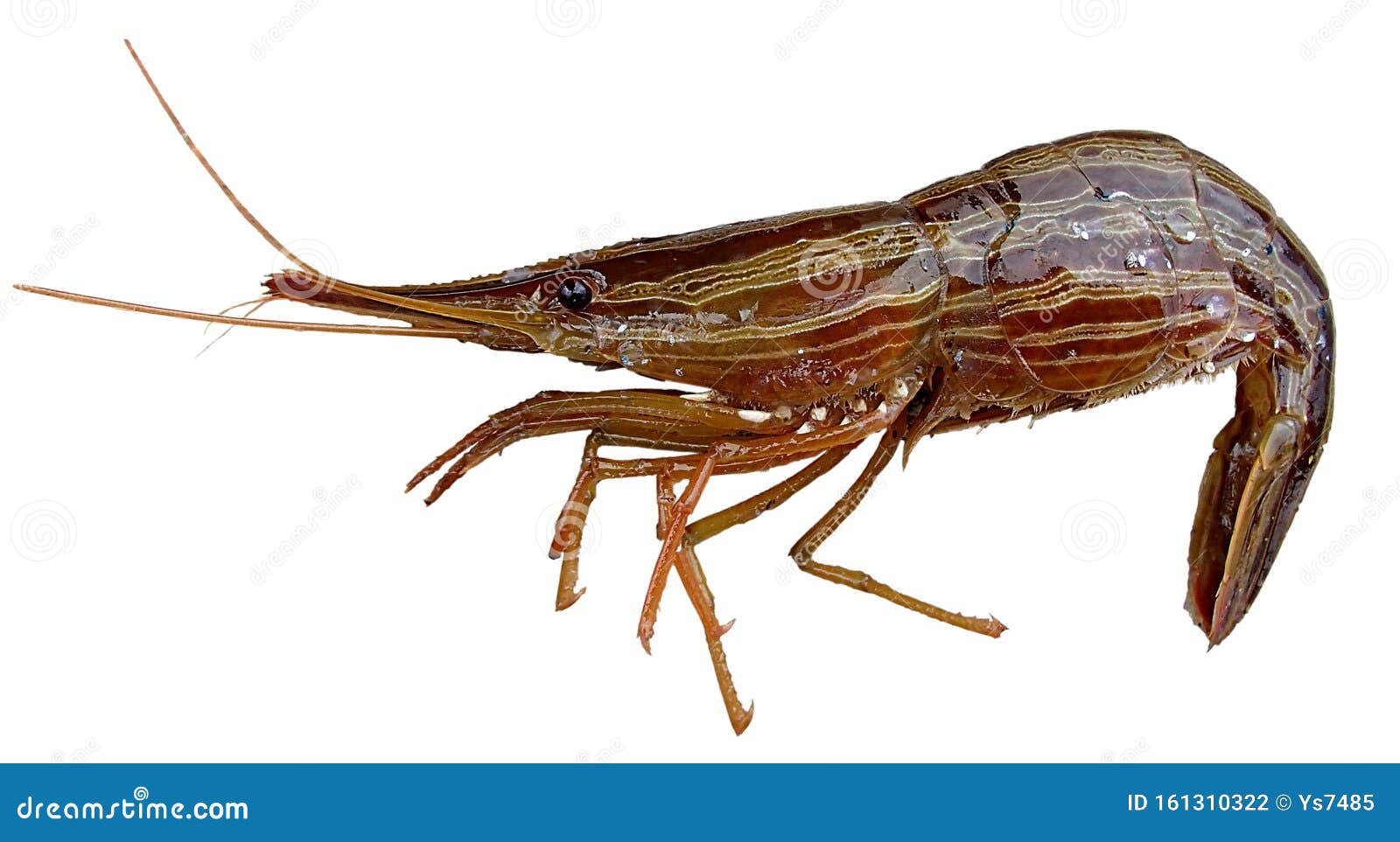 Alive Shrimp Isolated on White Background Stock Photo - Image of energy ...