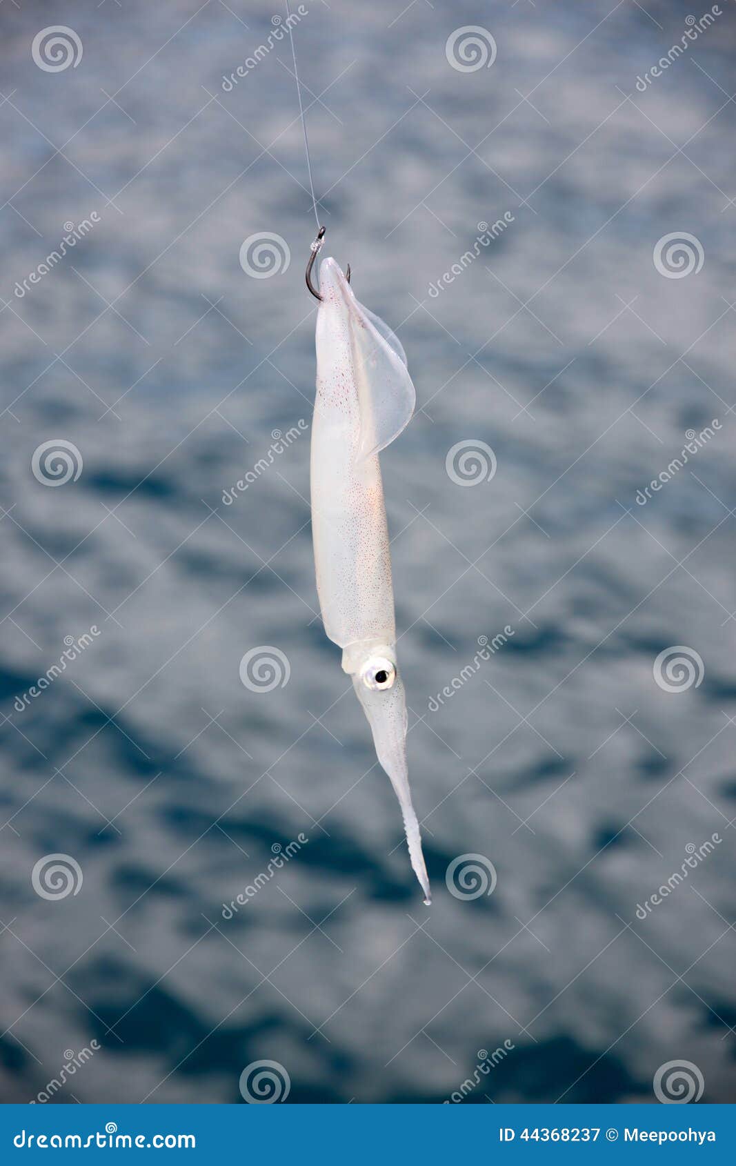 Alive squid hit to hook. stock image. Image of catch - 44368237