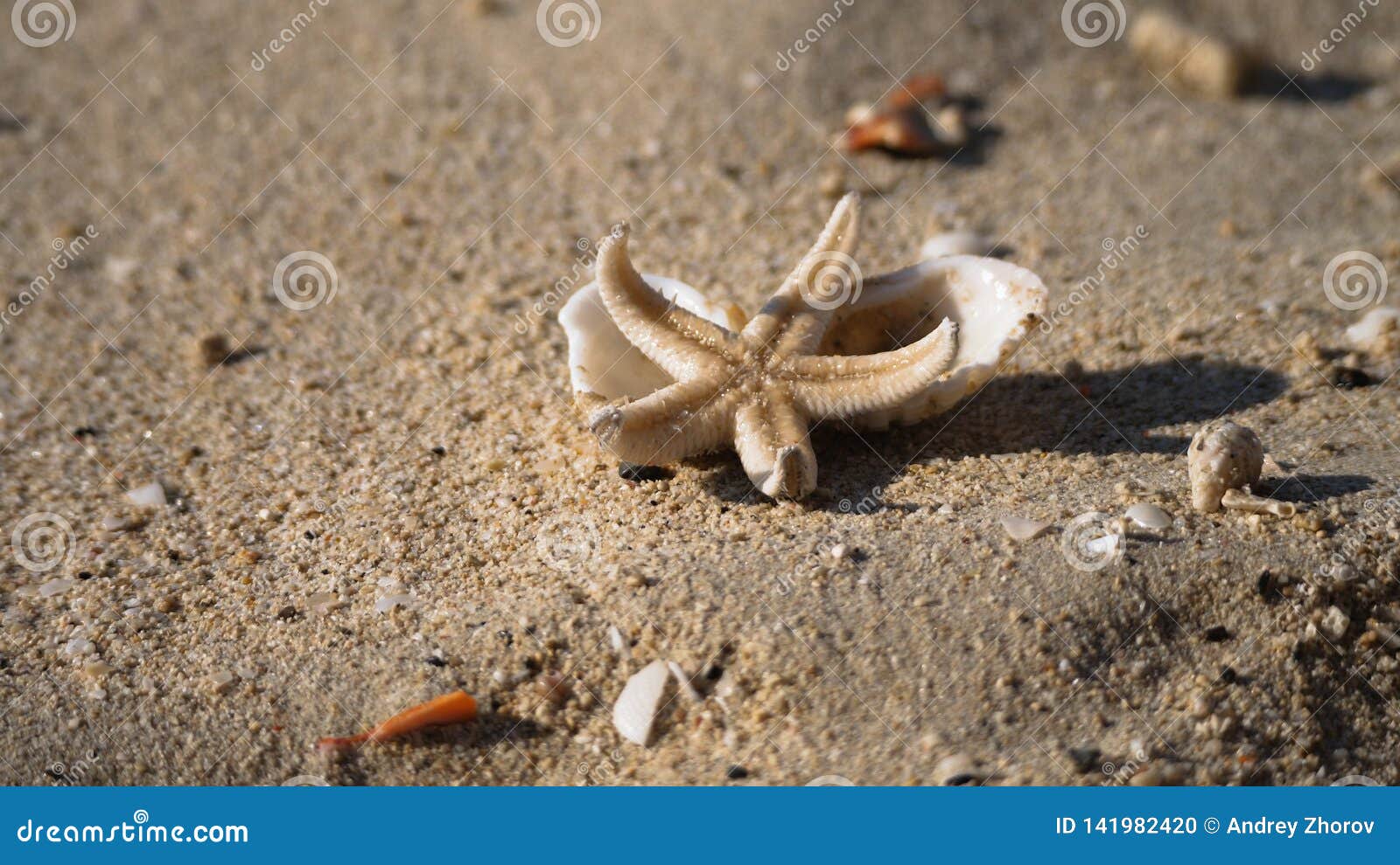 Alive starfish on a shore stock photo. Image of alive - 141982420