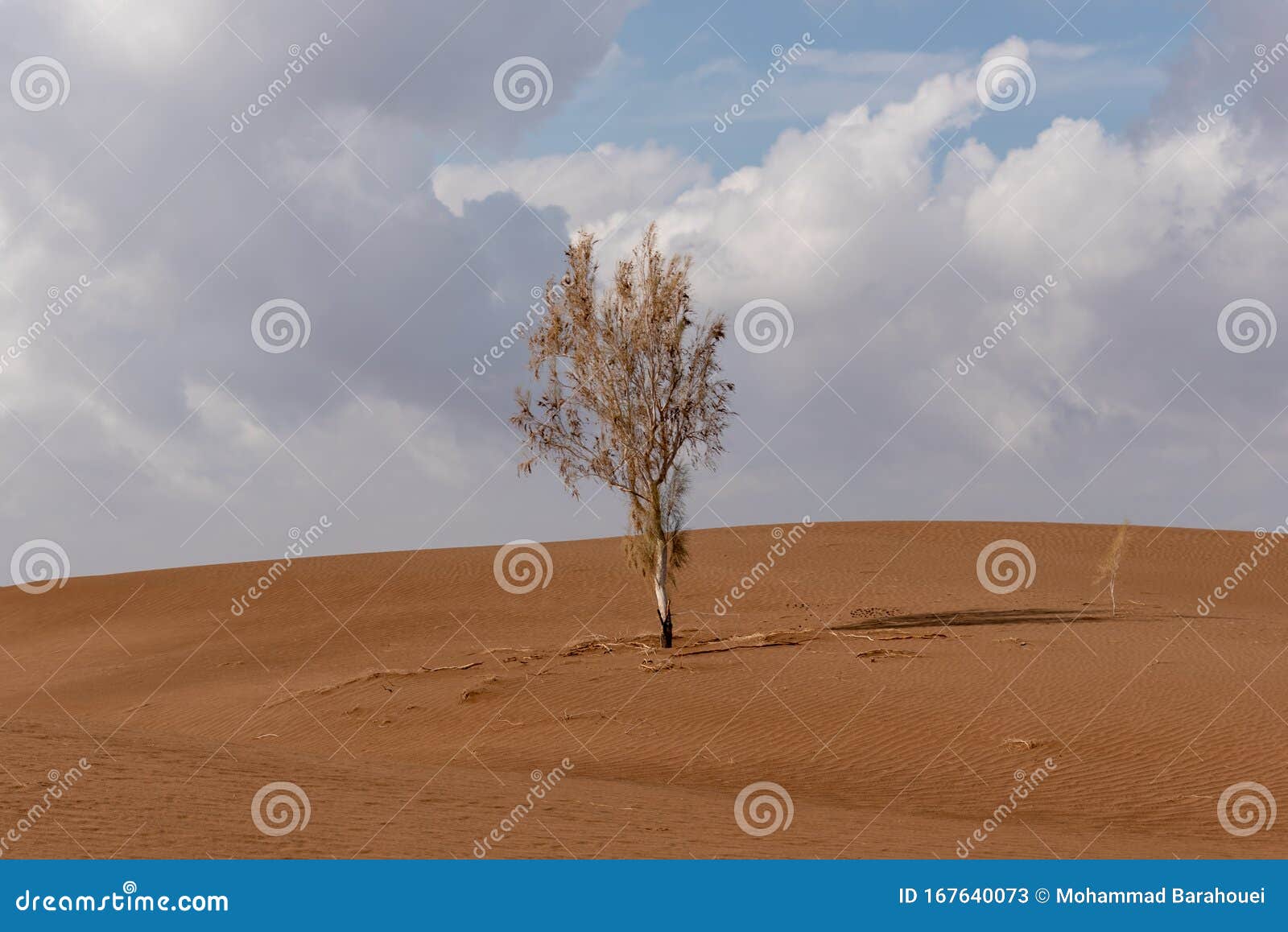 Tamarisk Tree in the Desert Stock Image - Image of natural, light ...