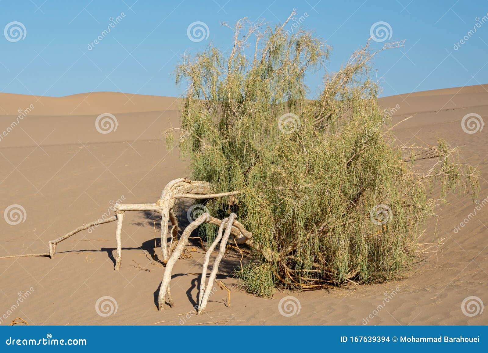 Tamarisk Tree in the Desert Stock Photo - Image of sand, dunes: 167639394