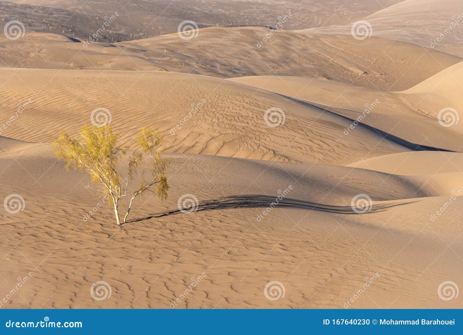 Tamarisk Tree in the Desert Stock Photo - Image of evening, sand: 167640230