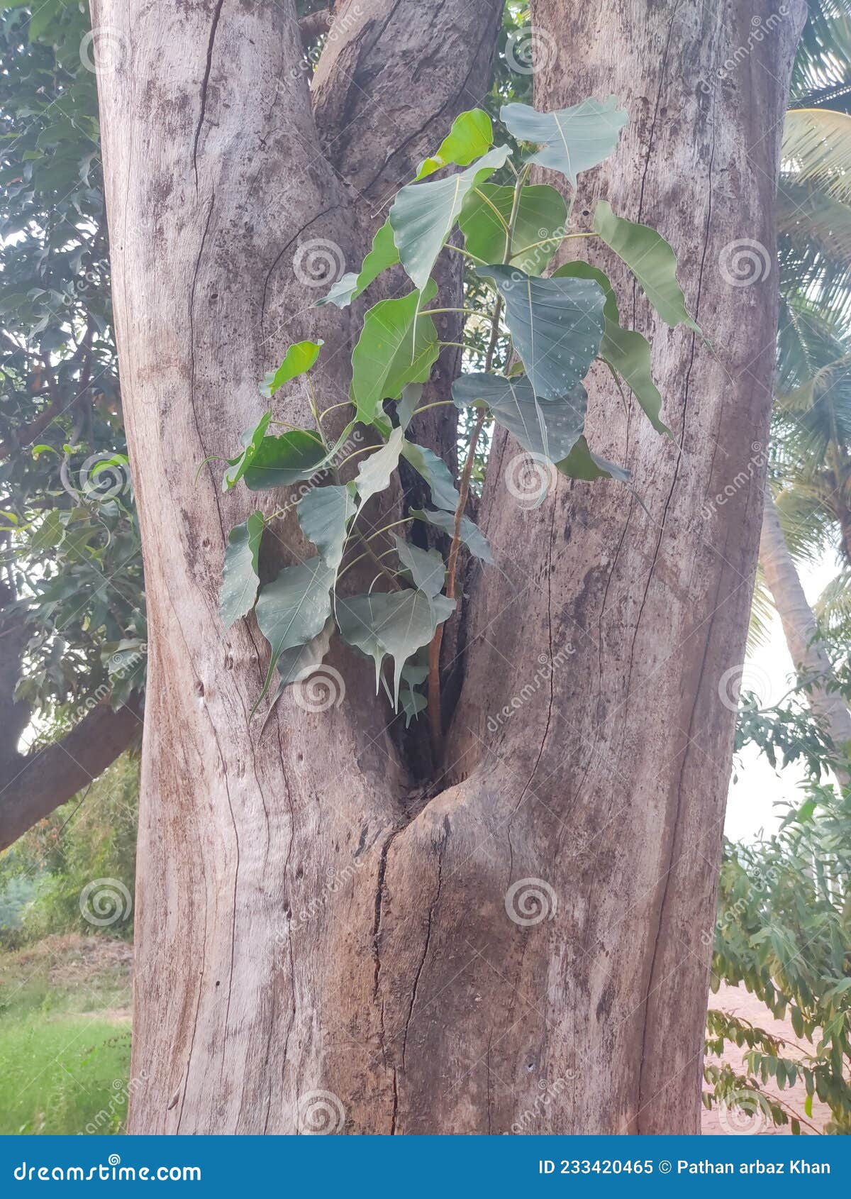 Alive tree on dead tree stock image. Image of alive - 233420465