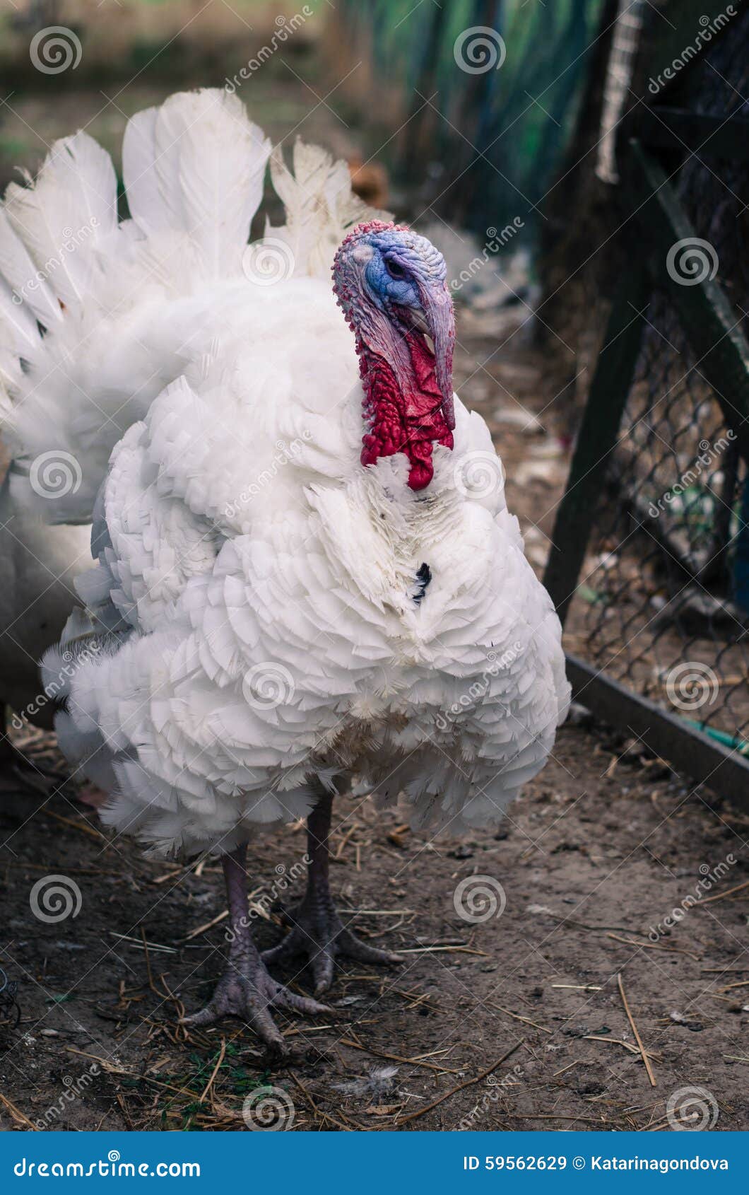 Alive turkey animal stock image. Image of animal, farm - 59562629
