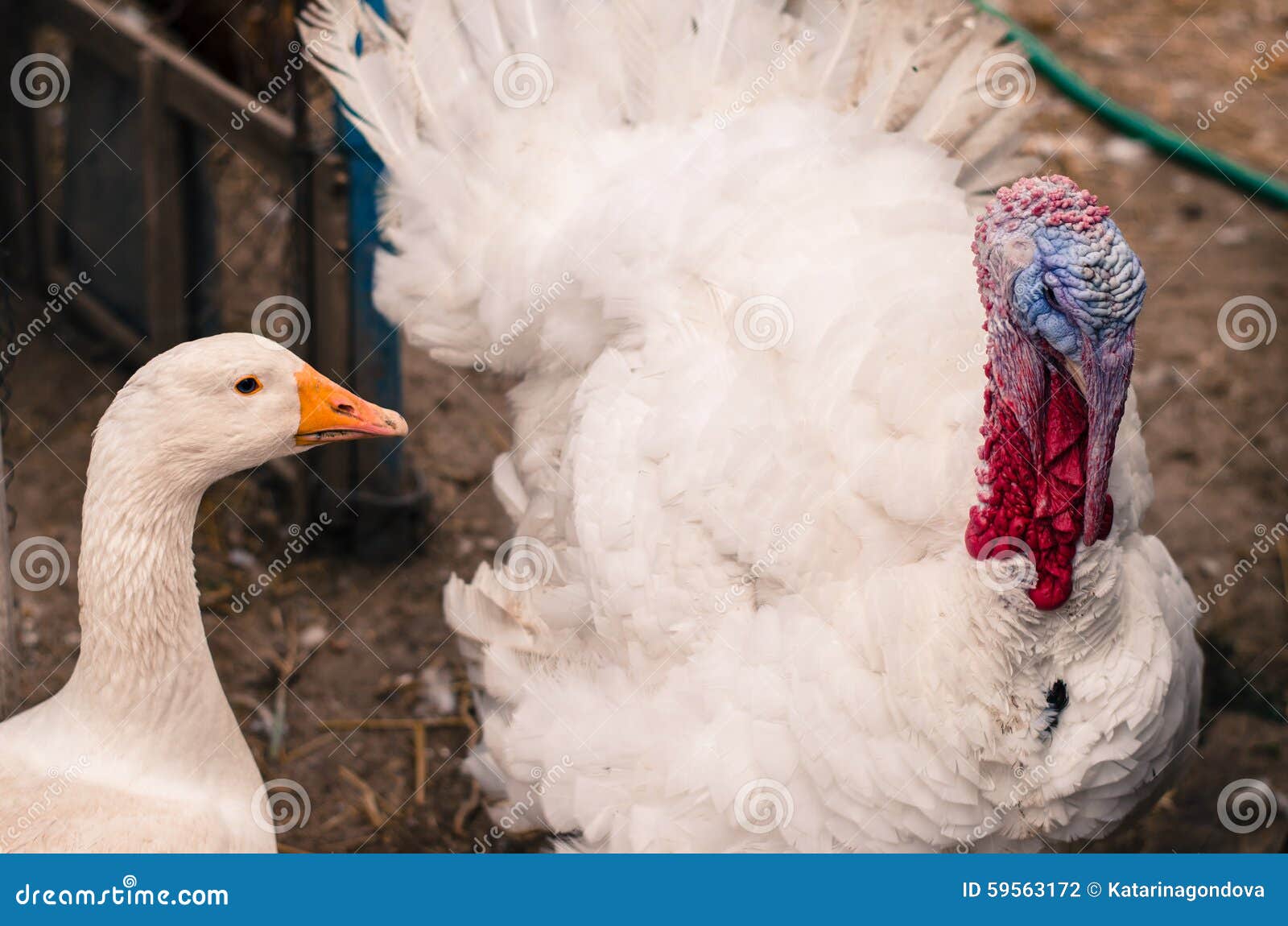 Alive turkey animal stock photo. Image of bird, animal - 59563172