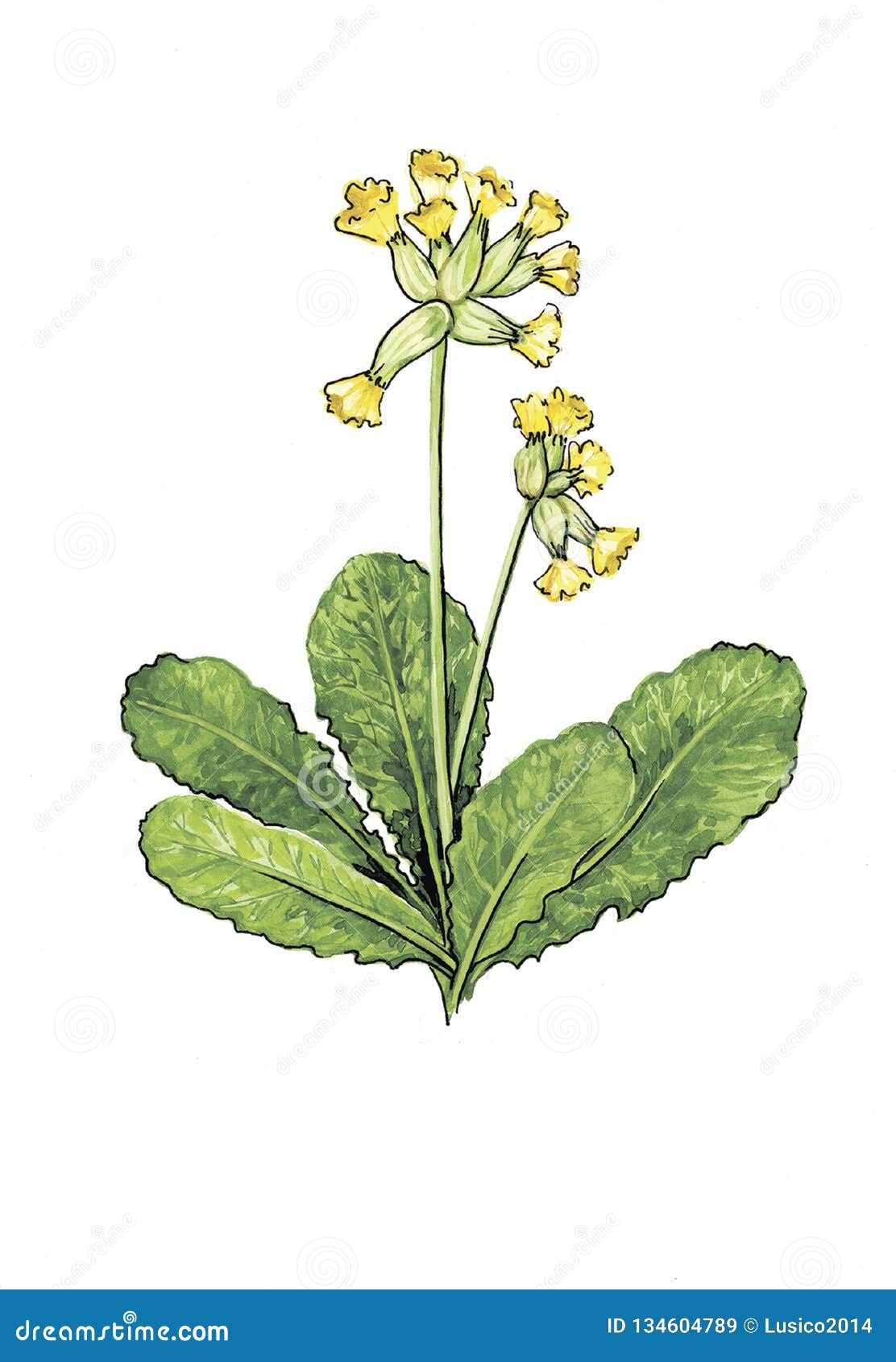 Botanical Primrose Line Drawing, Wild Primrose Drawing, Relaxation ...
