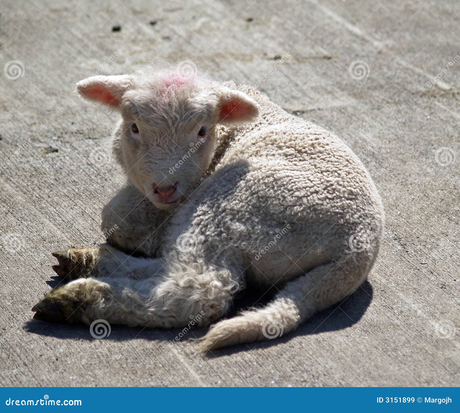 All Alone stock image. Image of marked, baby, white, ruminant - 3151899