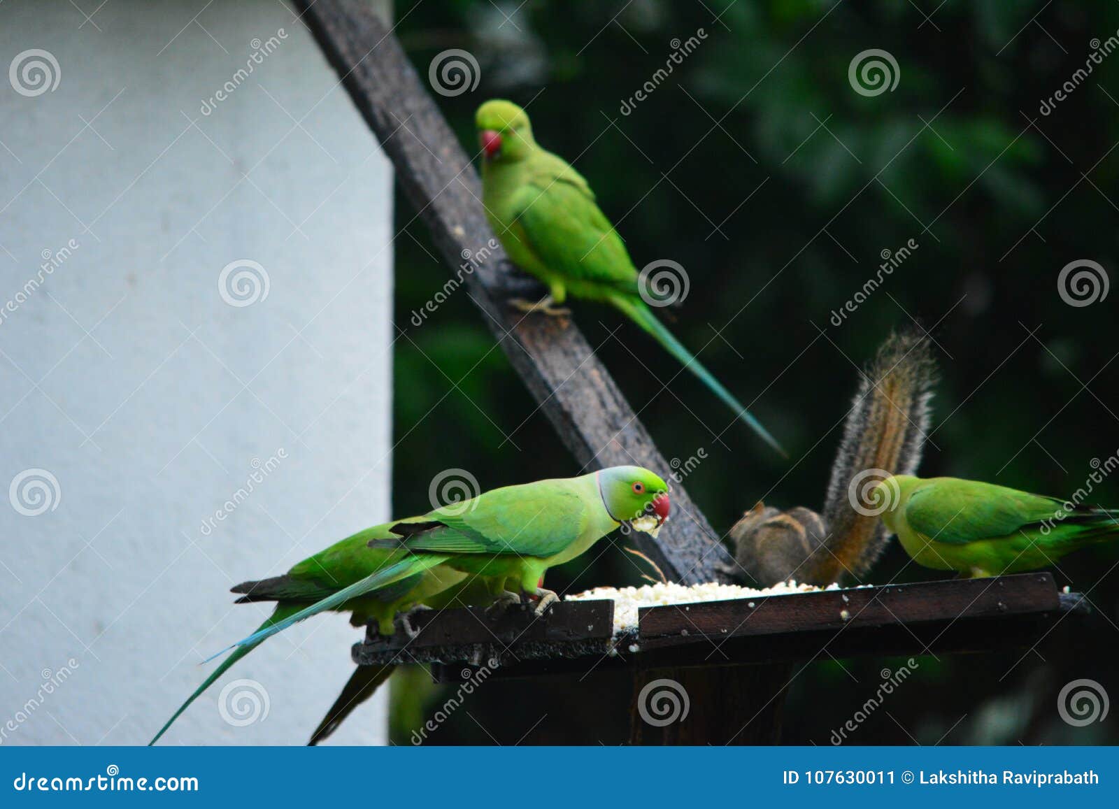 Unity of animals stock image. Image of foods, nice, amazing - 107630011