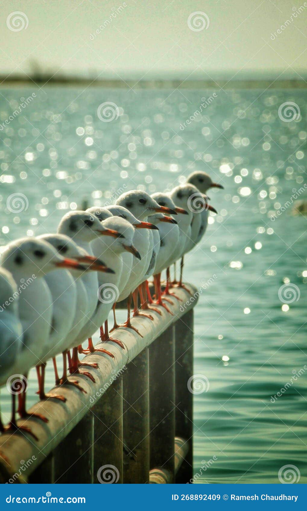All Birds Seating Together at Somnath Gujarat Stock Image - Image of ...