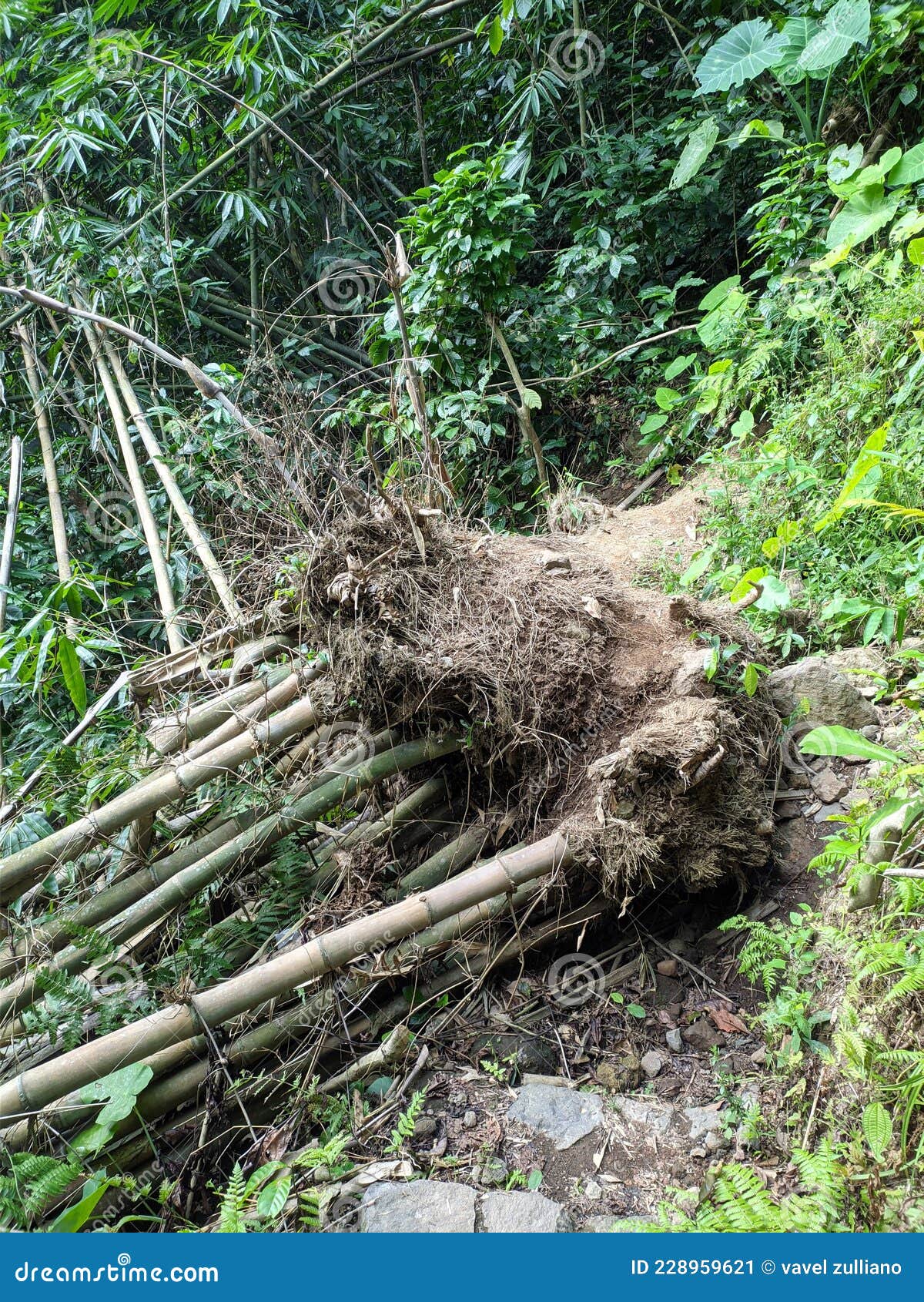 All the Clustered Bamboo Trees Fall Down Stock Image - Image of branch ...