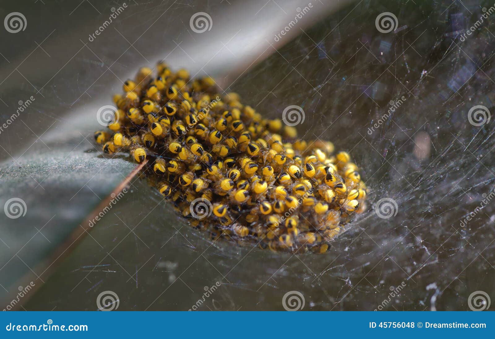 All curled up. stock photo. Image of together, nature - 45756048