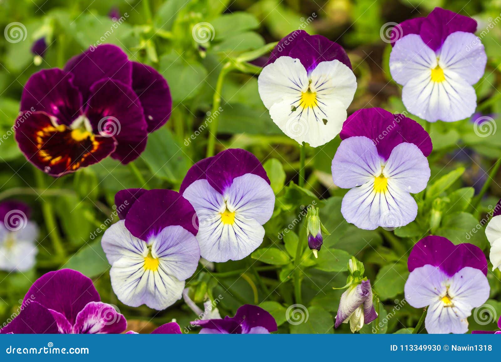 Color pancy flower stock photo. Image of cute, garden - 113349930