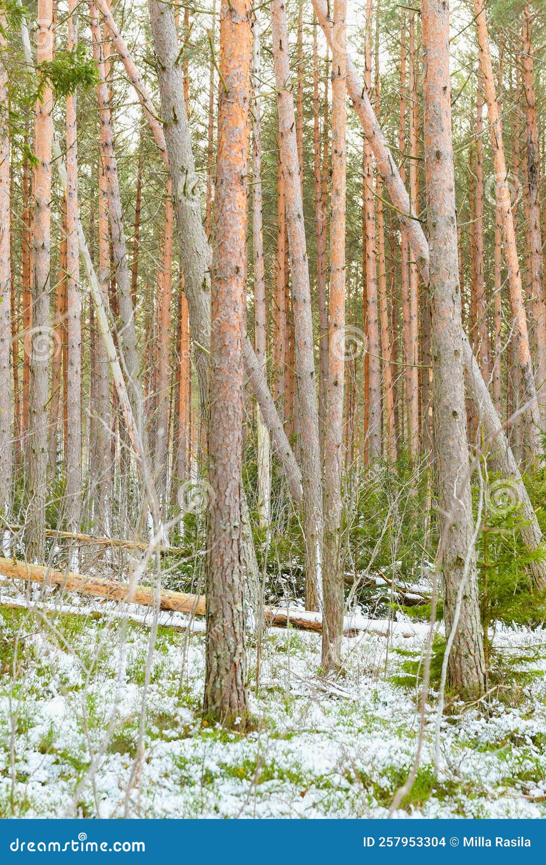 Fallen trees in the forest stock photo. Image of direction - 257953304