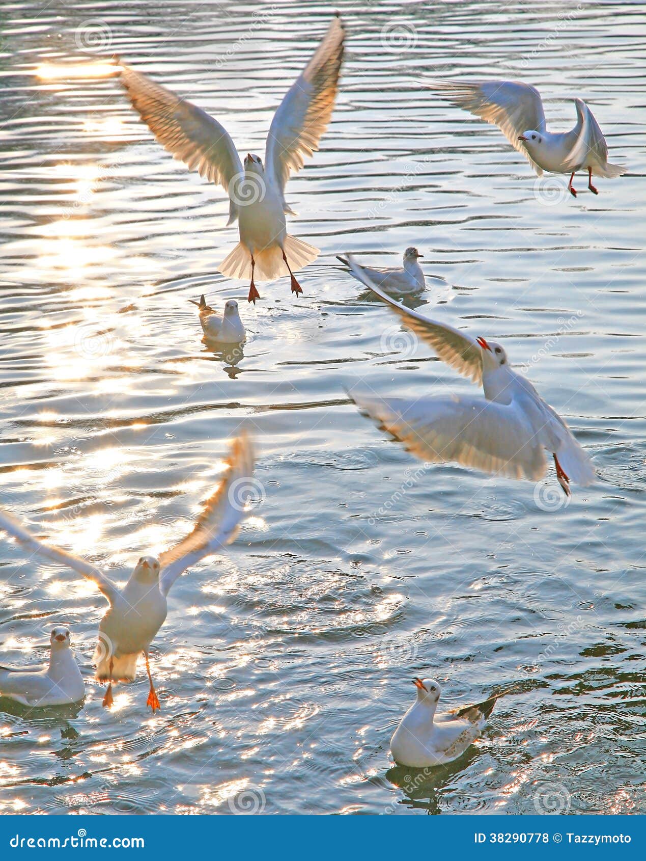 All of a flutter stock photo. Image of catching, midflight - 38290778