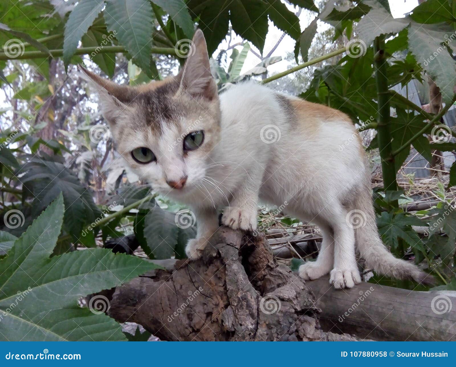 Triad cat stock photo. Image of triad, fast, allfocus - 107880958