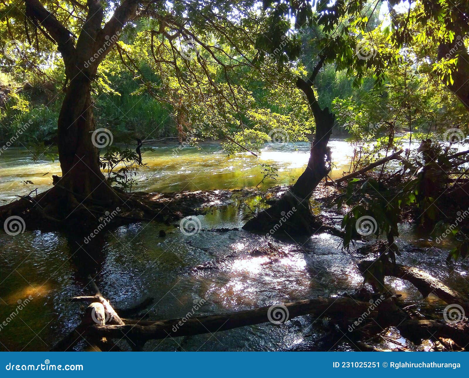A View of a River with Arjun Trees in River Bank Stock Image - Image of ...