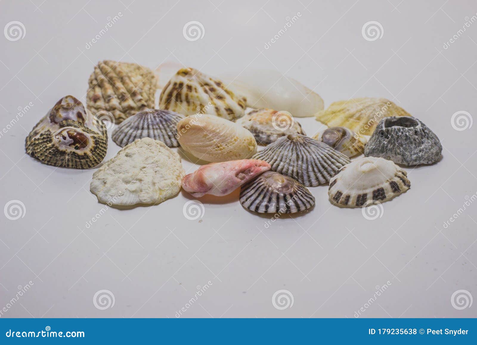 All forms of sea shells stock photo. Image of insect - 179235638