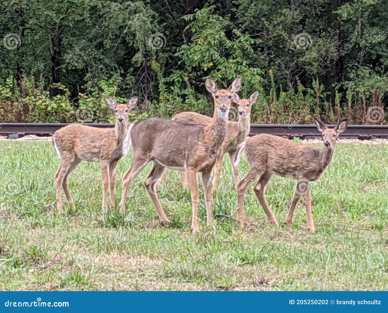 All Four Deer I Seen by Train Tracks End of Summertime Stock Photo ...