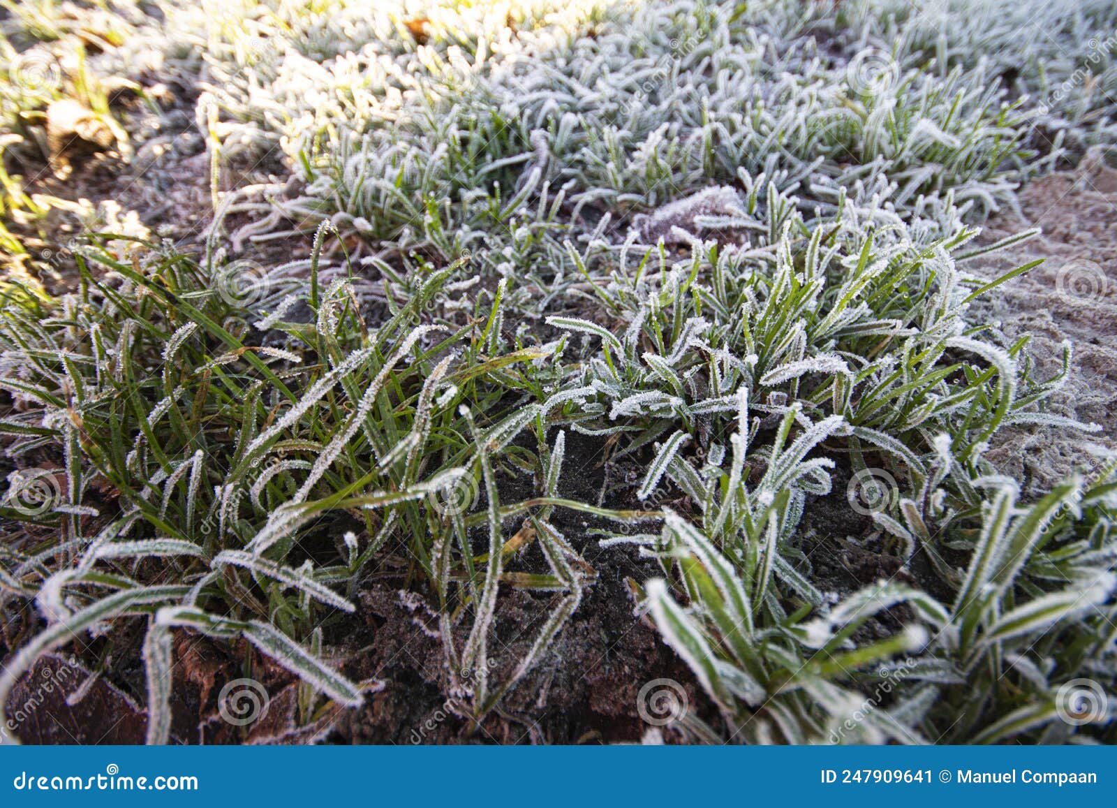 Grass covered in ice stock image. Image of wildflower - 247909641