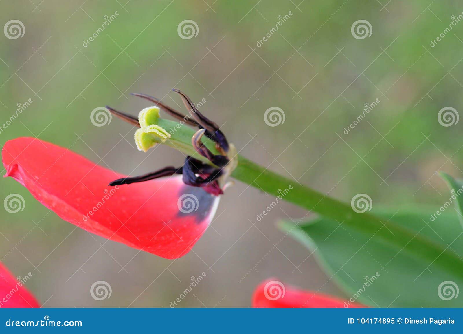 Flower with one petal left stock image. Image of backdrop - 104174895