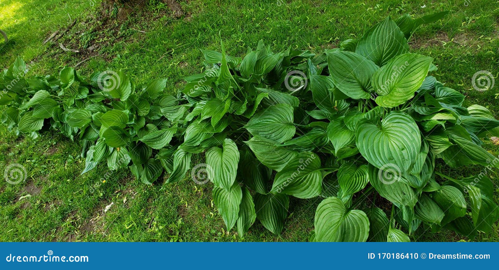 All the green hosta stock photo. Image of garden, green - 170186410