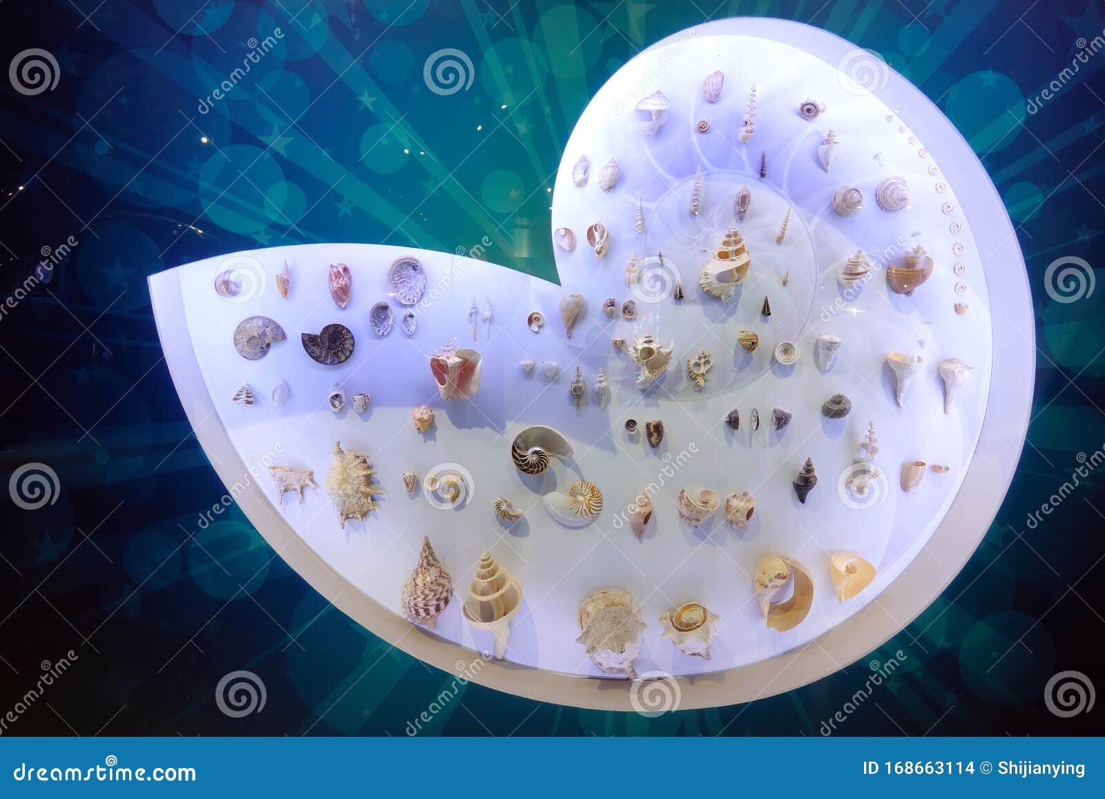 Conch display editorial stock image. Image of exhibition - 168663114
