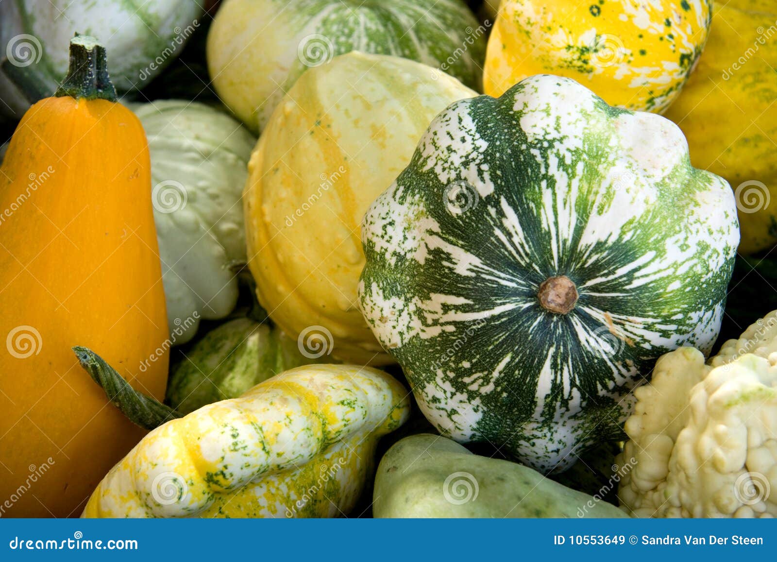 All kinds of gourds stock image. Image of bumpy, thanksgiving - 10553649