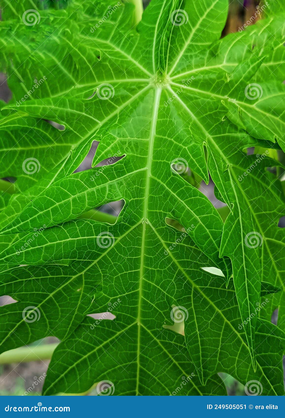 All about leaf stock image. Image of shrub, maple, deciduous - 249505051