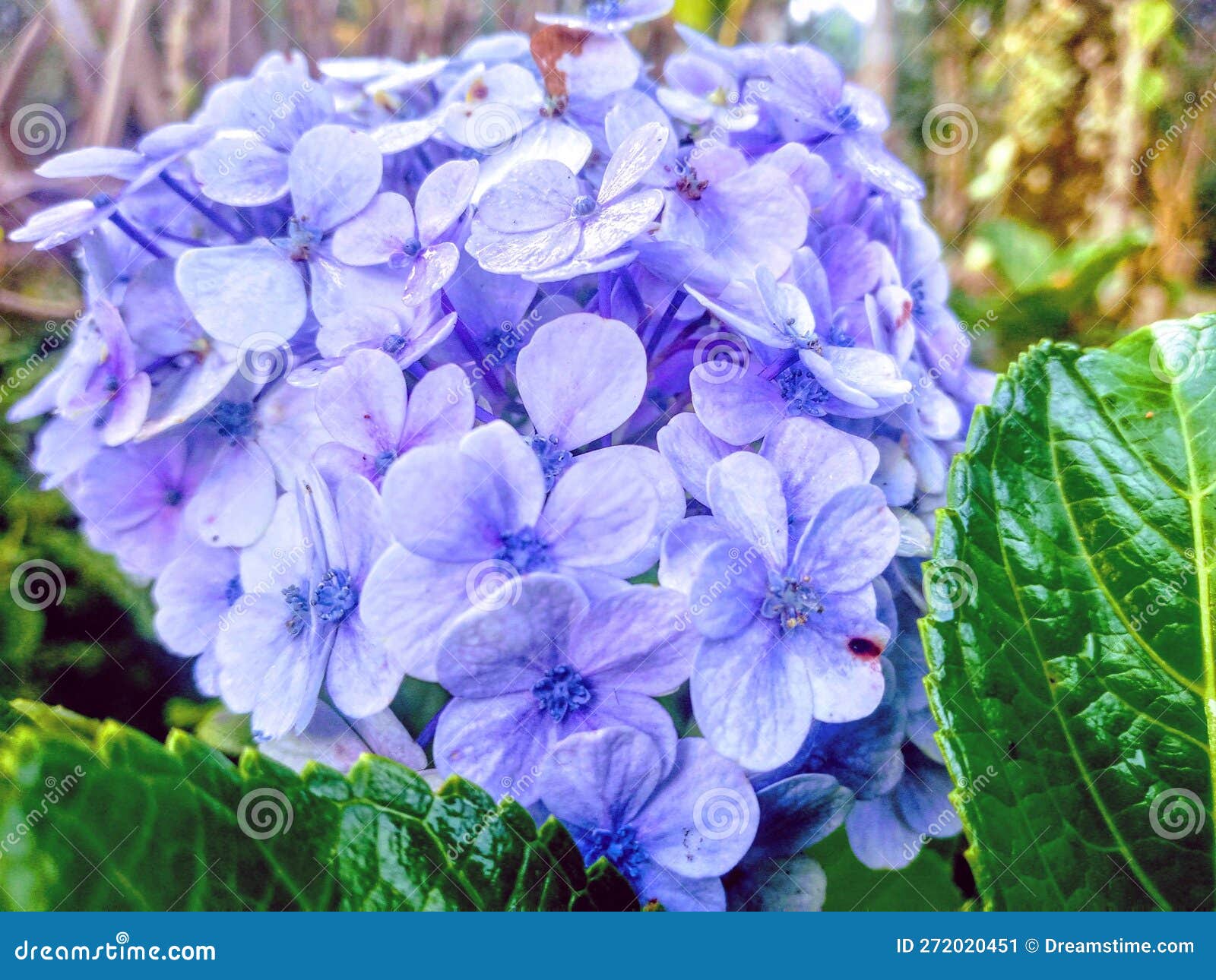 All Living Things are Beautiful Stock Image - Image of garden, purple ...