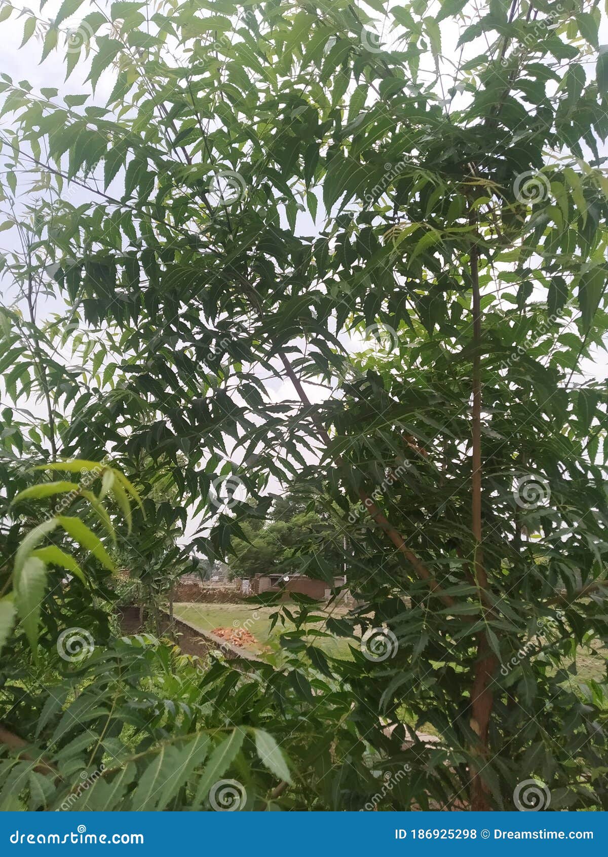 All Parts of Neem Trees and Not Just the Leaves . Stock Photo - Image ...