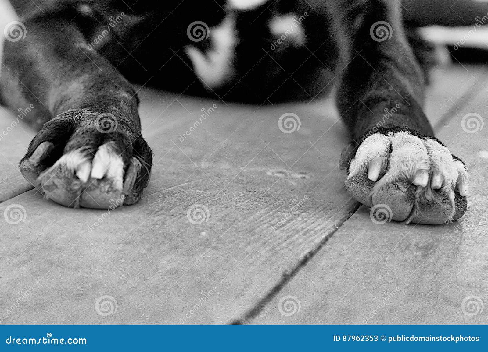 2013/365/168 All Paws Picture. Image: 87962353