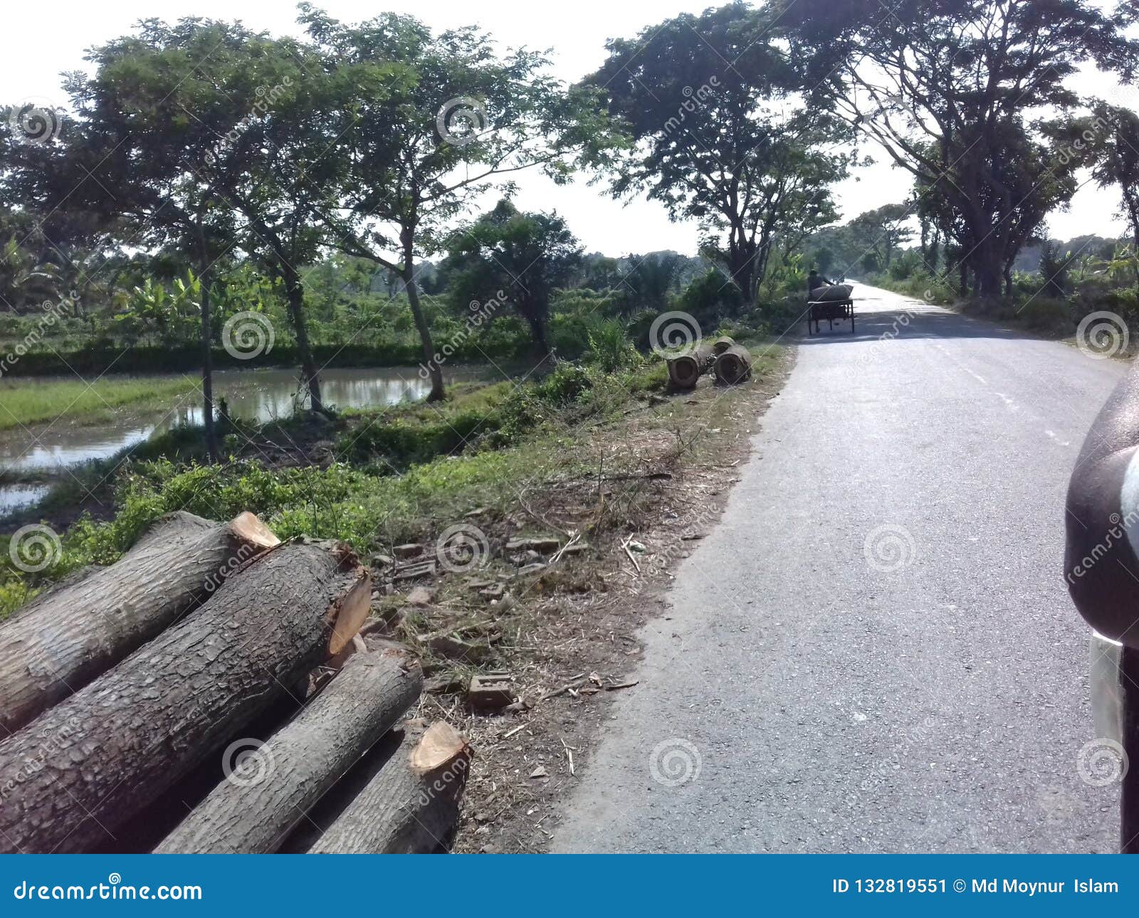 Situation of the tree stock image. Image of tree, people - 132819551