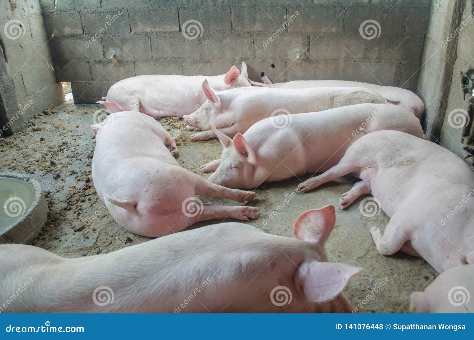 All Pigs Sleep on the Farm. Stock Photo - Image of light, pink: 141076448