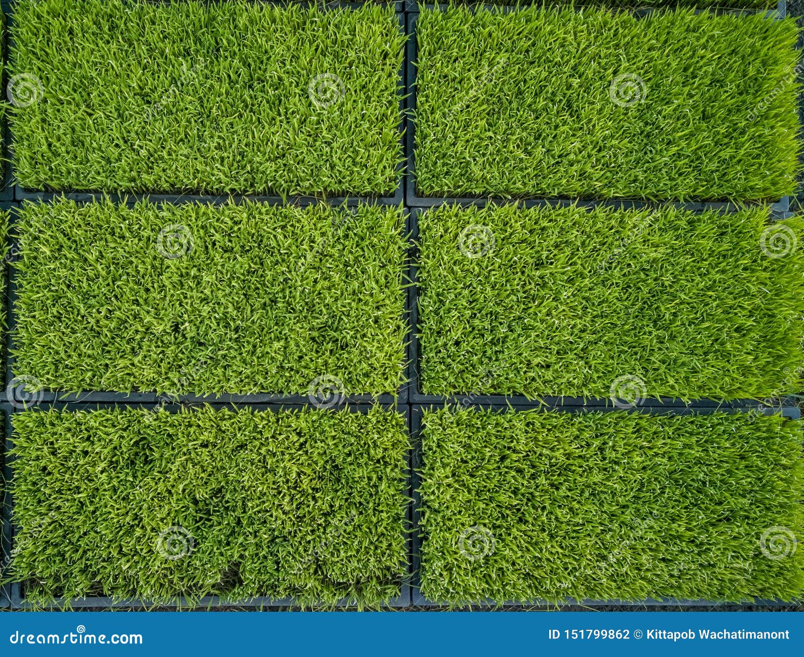 All 6 Rectangular Rice Planting Baskets Taken from the Top View Stock ...