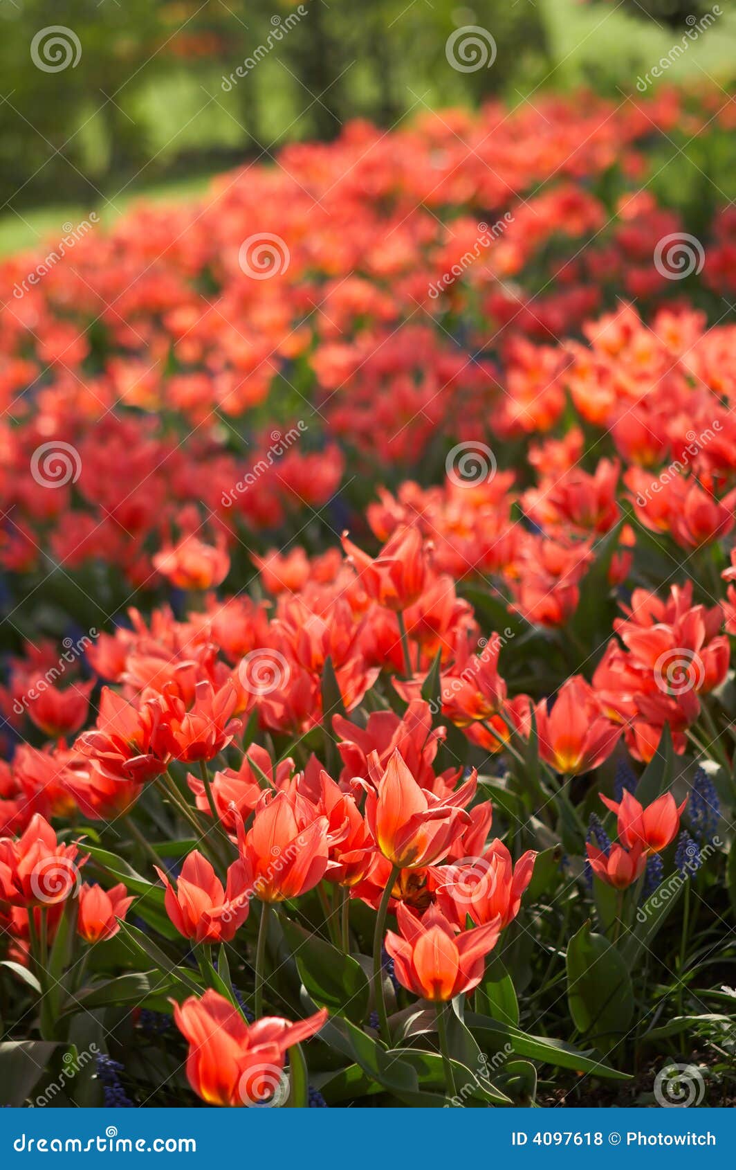 All red stock photo. Image of flowers, seasonal, spring - 4097618