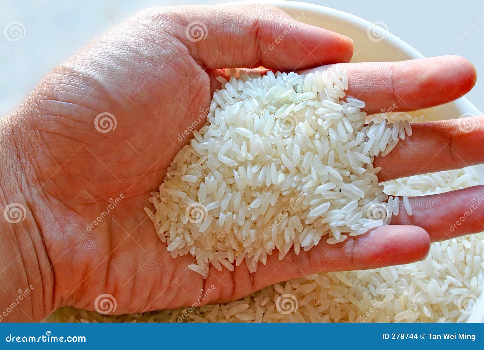 All Rice stock photo. Image of paddy, grains, agriculture - 278744